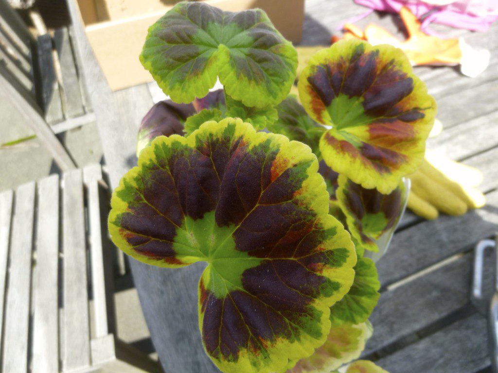 Beautiful and Unique Geraniums | The Wry Home